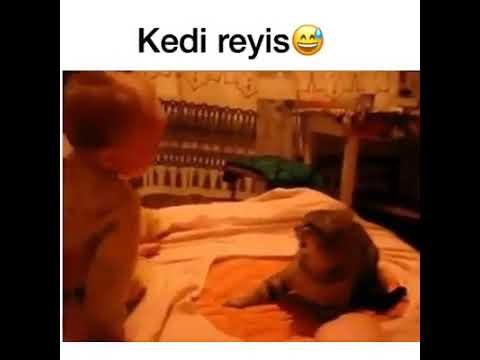 Kedi ve Bebeğin Kavgası