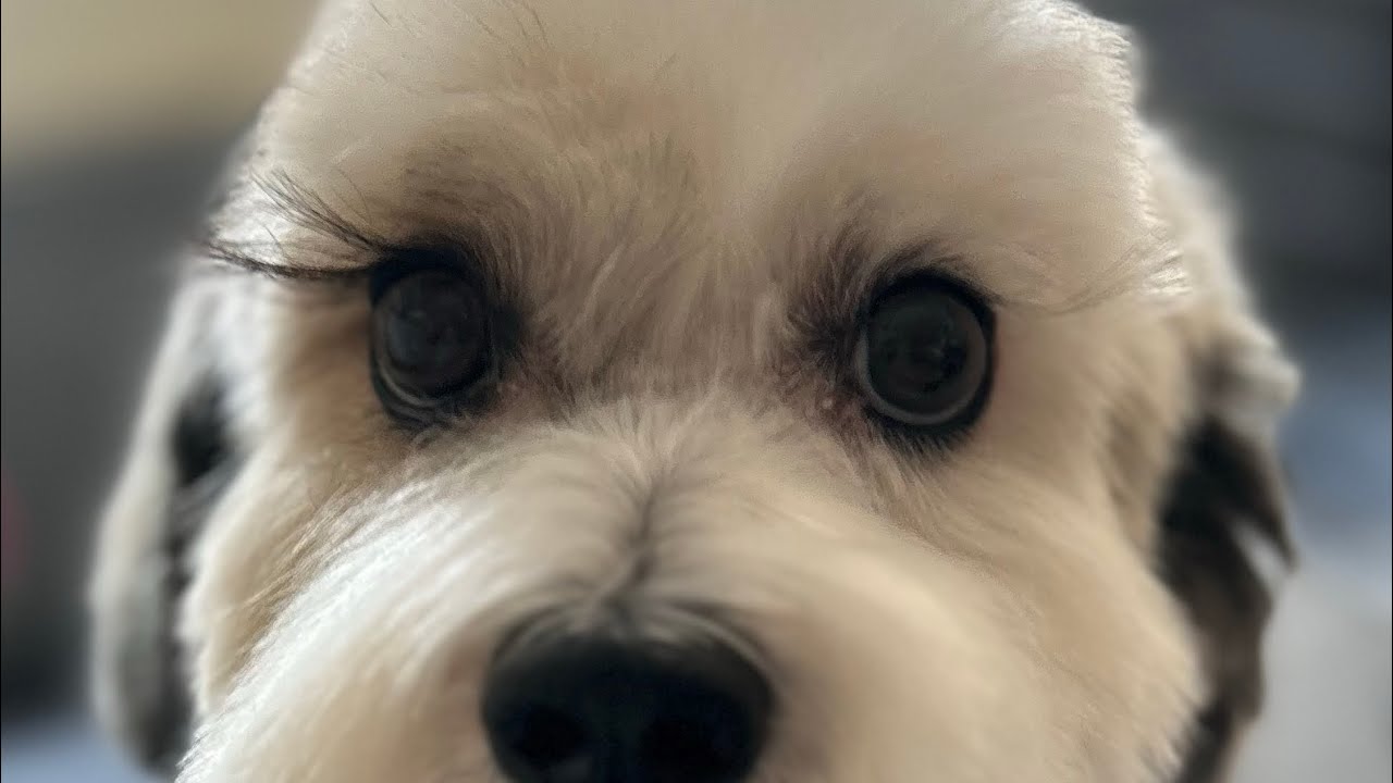 Jeter - Teddy Bear Dog Grooming - YouTube