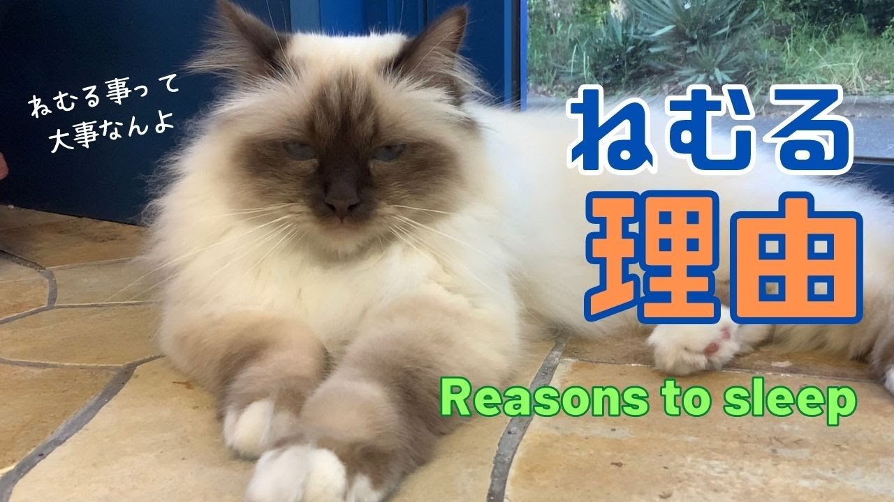 睡眠についてお勉強します【ねむる理由】Reasons to sleep（バーマン猫）Birman/Cat - YouTube