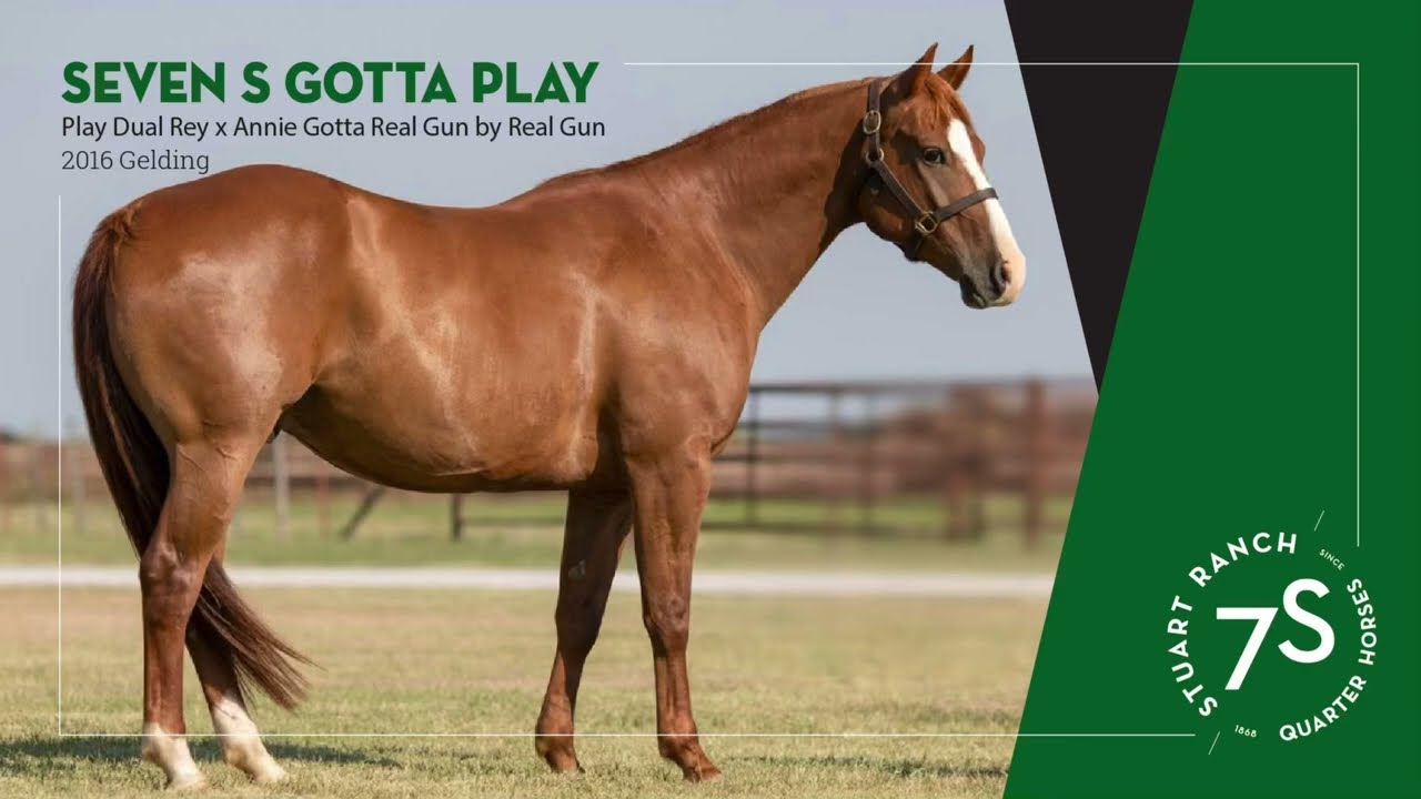 #7SOnlineSale Spotlight: 2016 Gelding, Seven S Gotta Play - YouTube