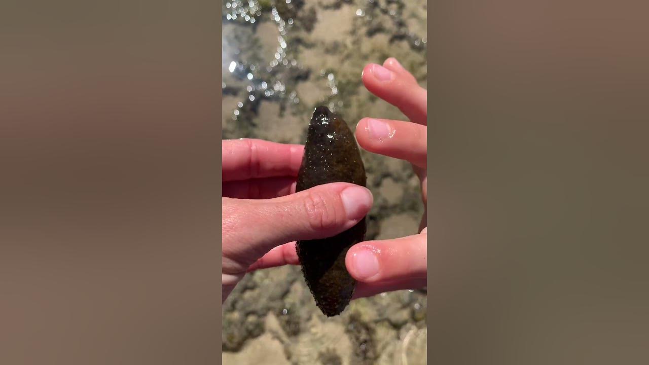 Sea Cucumber: Shoots Out its Organs! by Wild Rhetts - YouTube