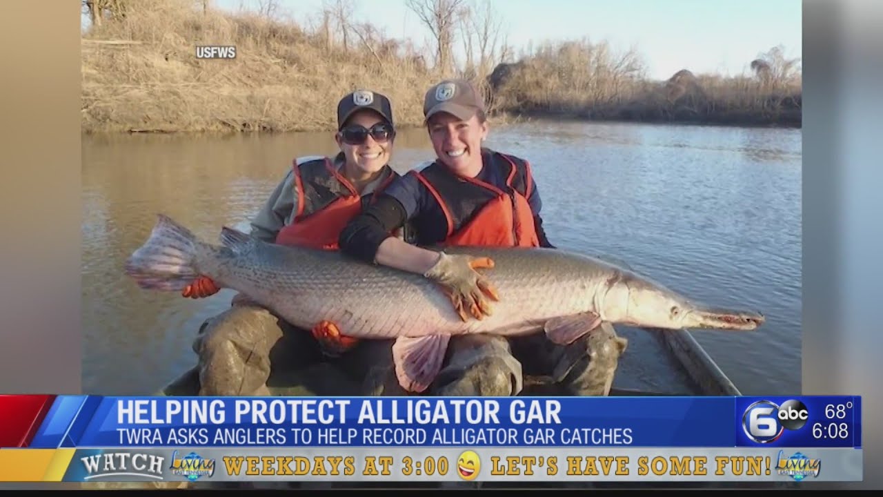 Help protect Alligator Gar while fishing in TN - YouTube