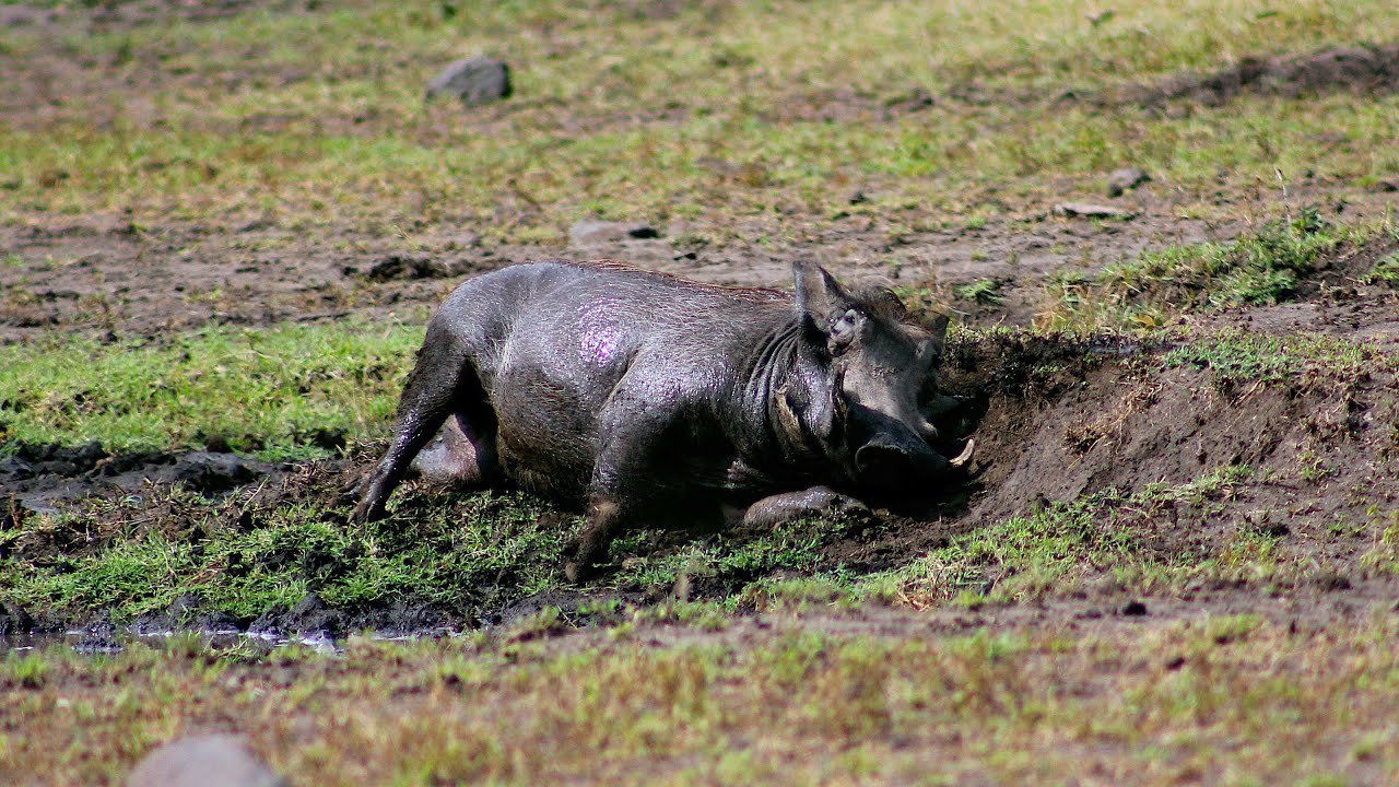 Warthog Hilareously Scratching His Butt In Front of a Wild Elephant ...