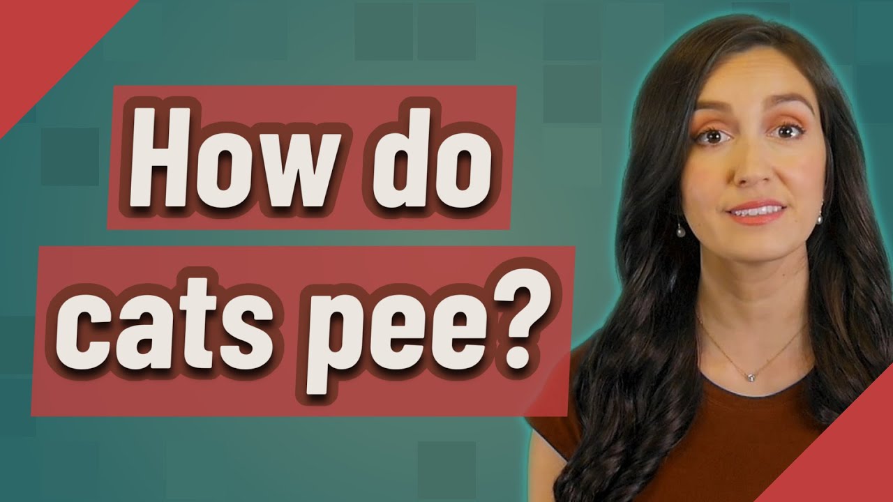 How do cats pee? - YouTube