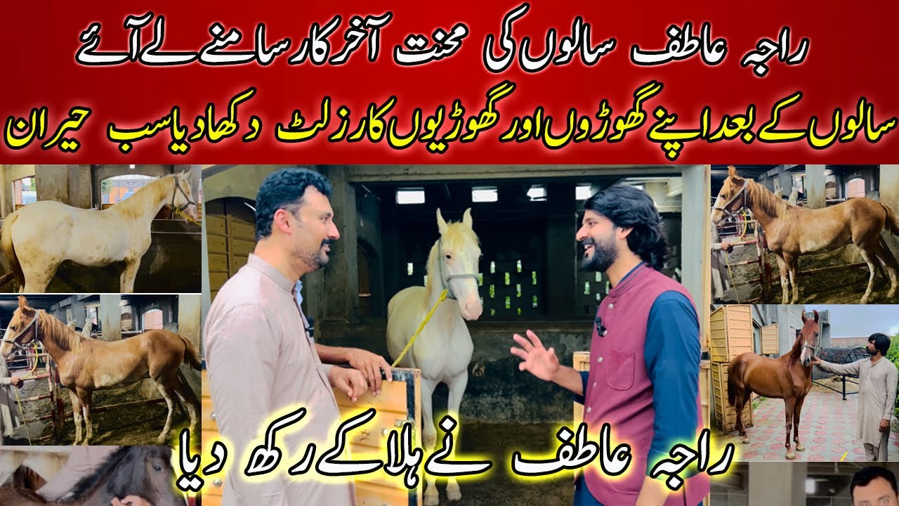 Raja Atif's horse breed Revealed by equestrian influencer Ihsan Iqbal ...