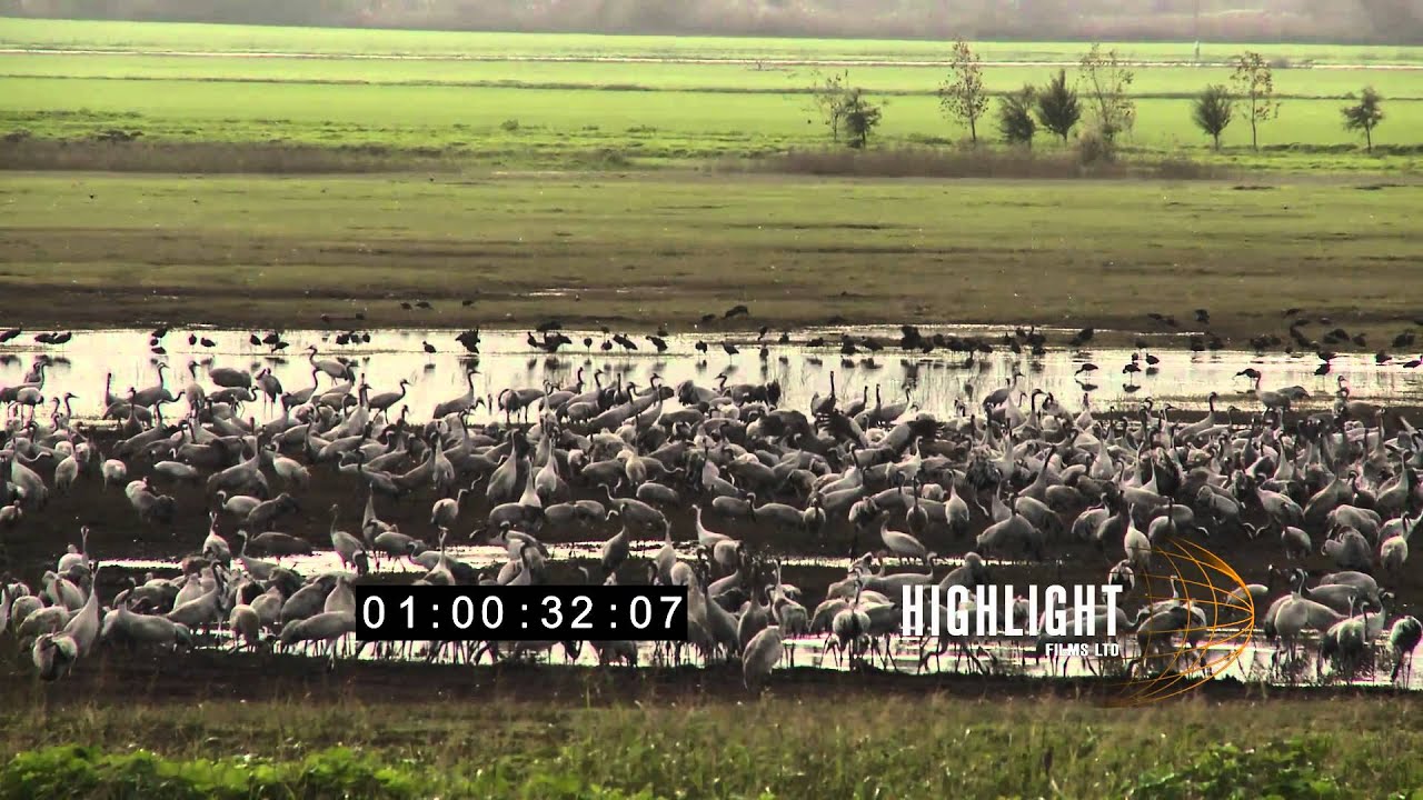 Israel stock footage: Migrating Birds In Hula Valley, Israel - YouTube