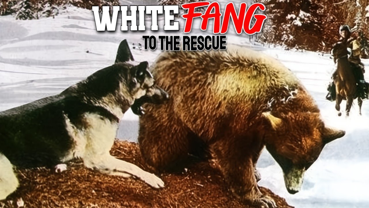 White Fang to the Rescue (1974 Full Movie/Family Western) - YouTube