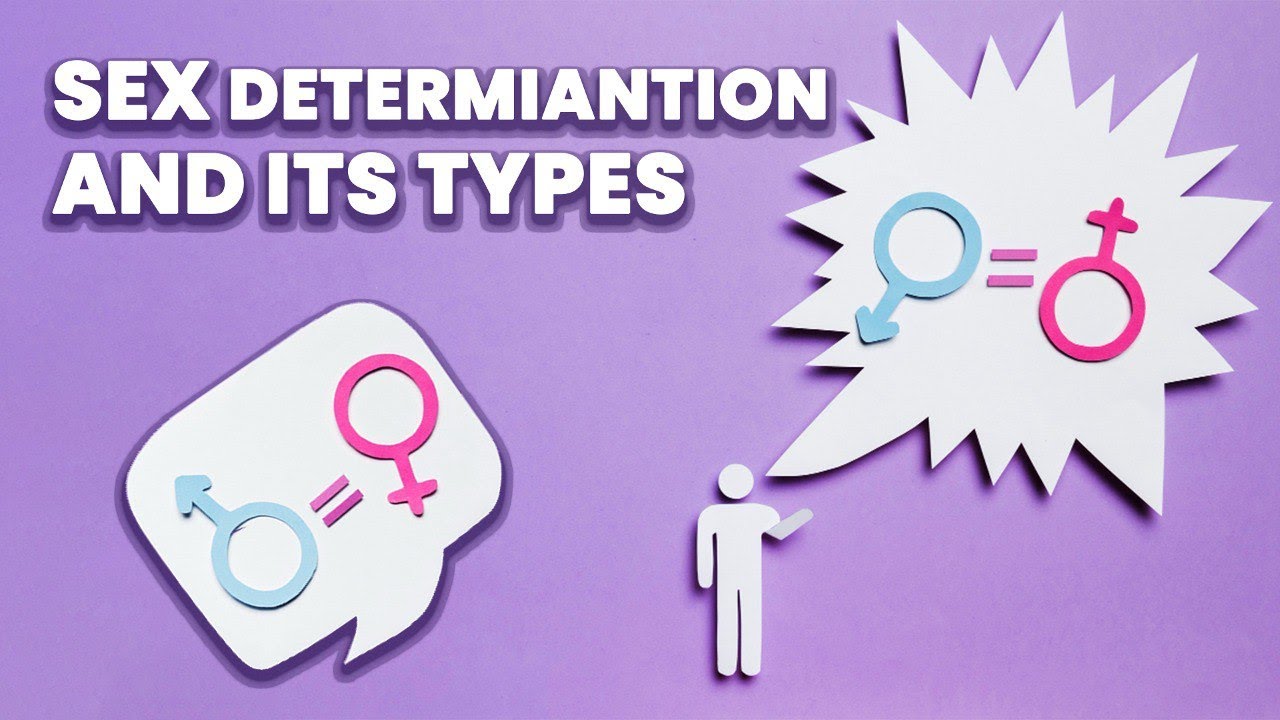 Sex Determination in Humans in 2 MINUTES | Principles of Inheritance ...