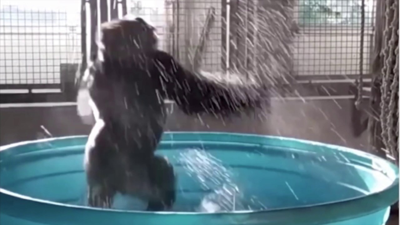 Dancing Ape - YouTube