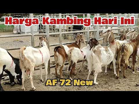 100 Ekor Kambing Potong Betina || Harga Kambing Hari Ini 