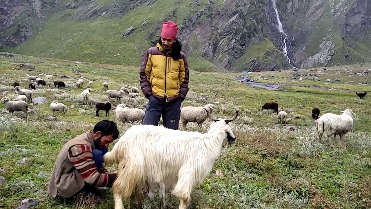 Shepherd's Life - YouTube