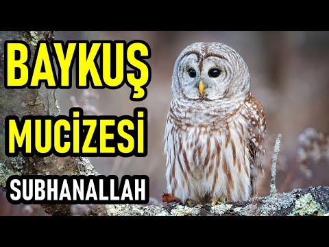 Baykuşun Büyük Sırrı! Bu Mucizeye Subhanallah Diyeceksiniz!