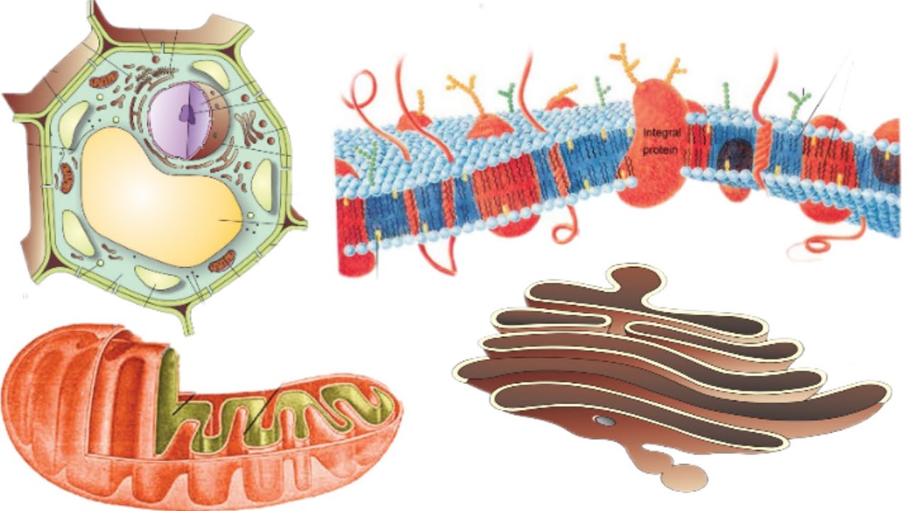 Cell: The Unit Of Life Most Class 11 | Important Diagrams | # ...