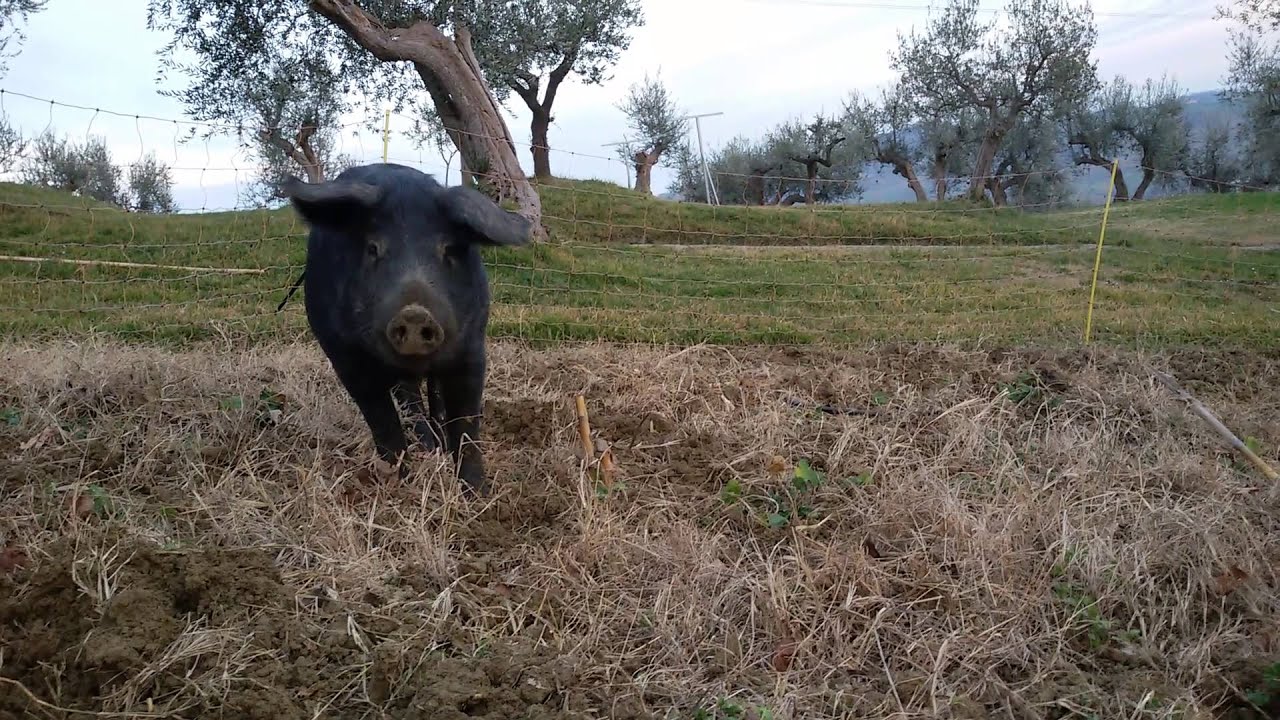 Happy pigs running around! - YouTube