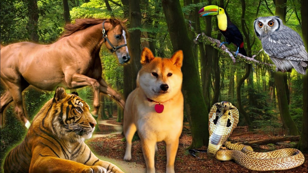 Various kinds of sounds of wild animals and beasts | Lion, tiger, bear ...