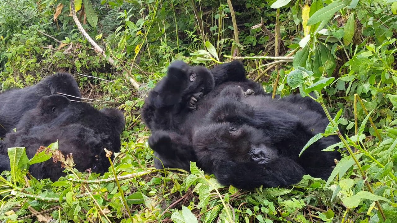 Happy heap of mountain gorillas sprawl in glade; Group Pablo rests at 9 ...