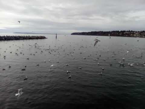 The Zen of Nature. Anchovy swarm thousands of Sea Gull and California ...