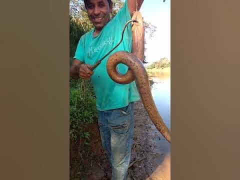 Muçum, peixe cobra. Igor Bastos e Juarez. - YouTube