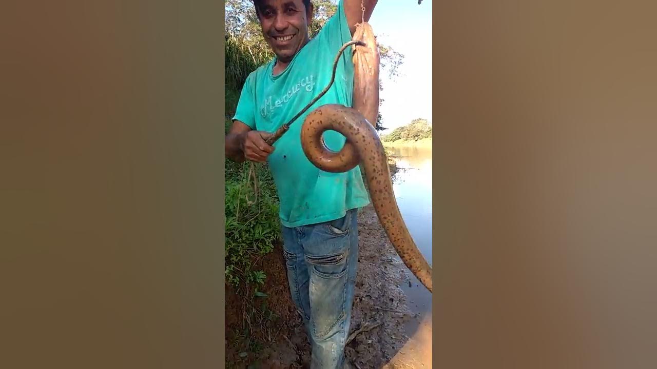 Muçum, peixe cobra. Igor Bastos e Juarez. - YouTube