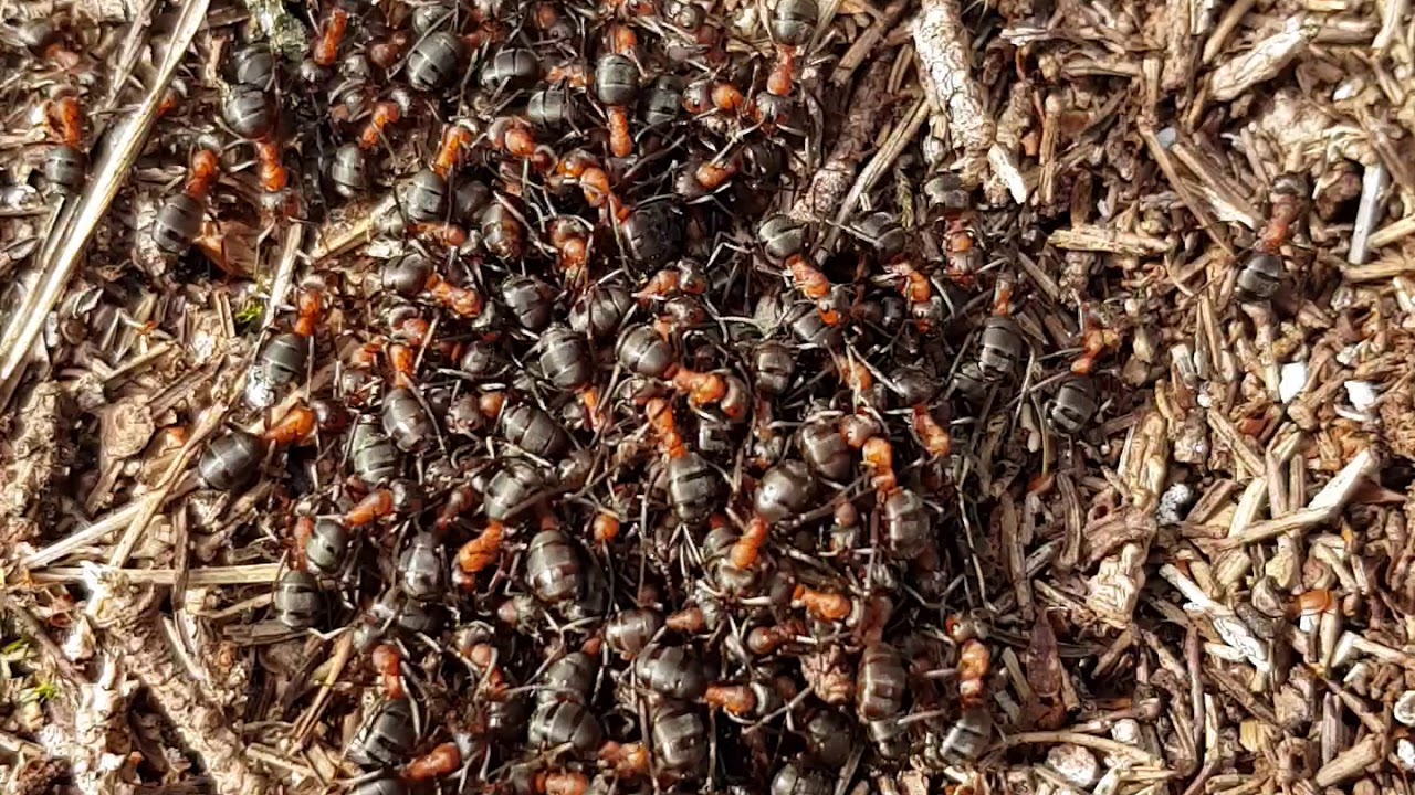 MAURTUE 2018 - YouTube