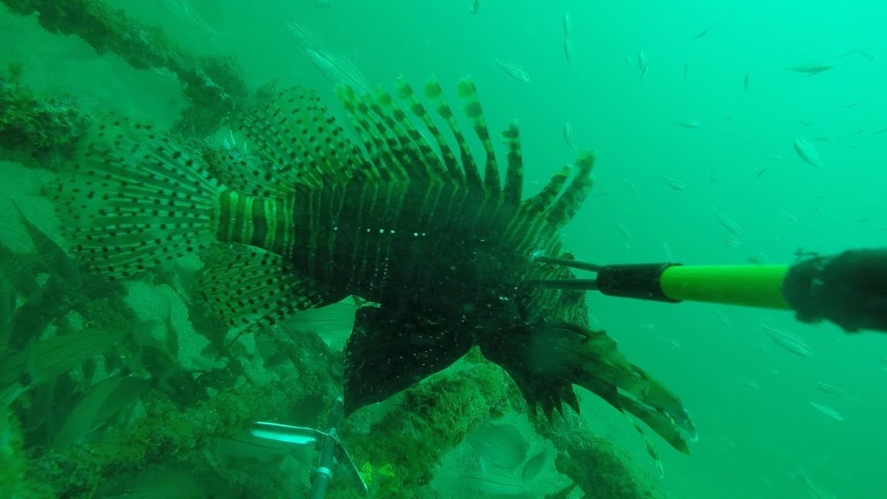 Destin Spearfishing - Triggerfish, Lionfish - YouTube