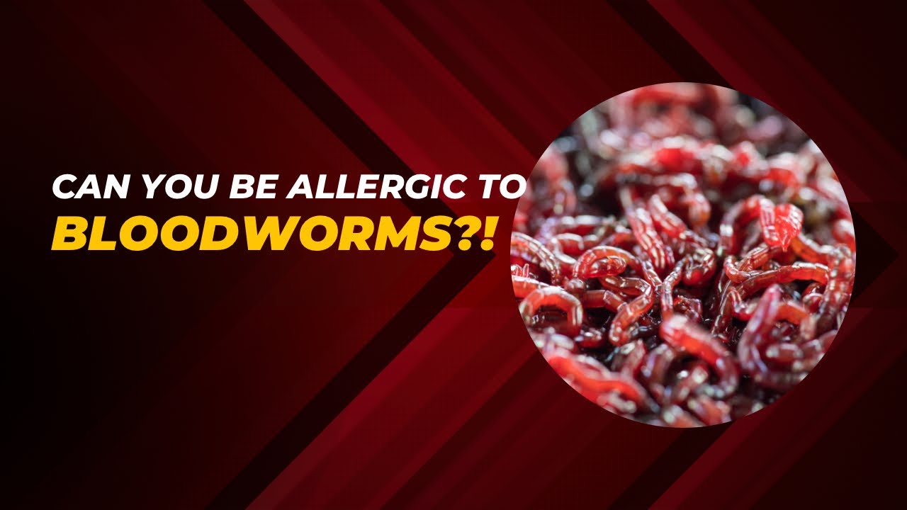 Can you be allergic to bloodworms? - YouTube