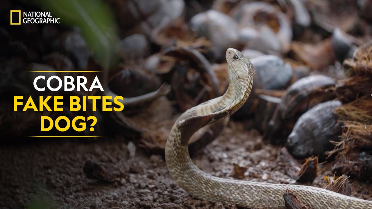 Cobra Fake Bites Dog? | Snakes SOS: Goa’s Wildest | National Geographic ...