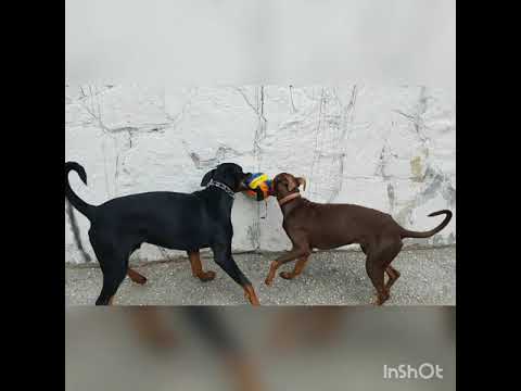 doberman yavrularımToma ve Shila çene basınçlarını kanıtlamaya çalışıyorlar bana :))
