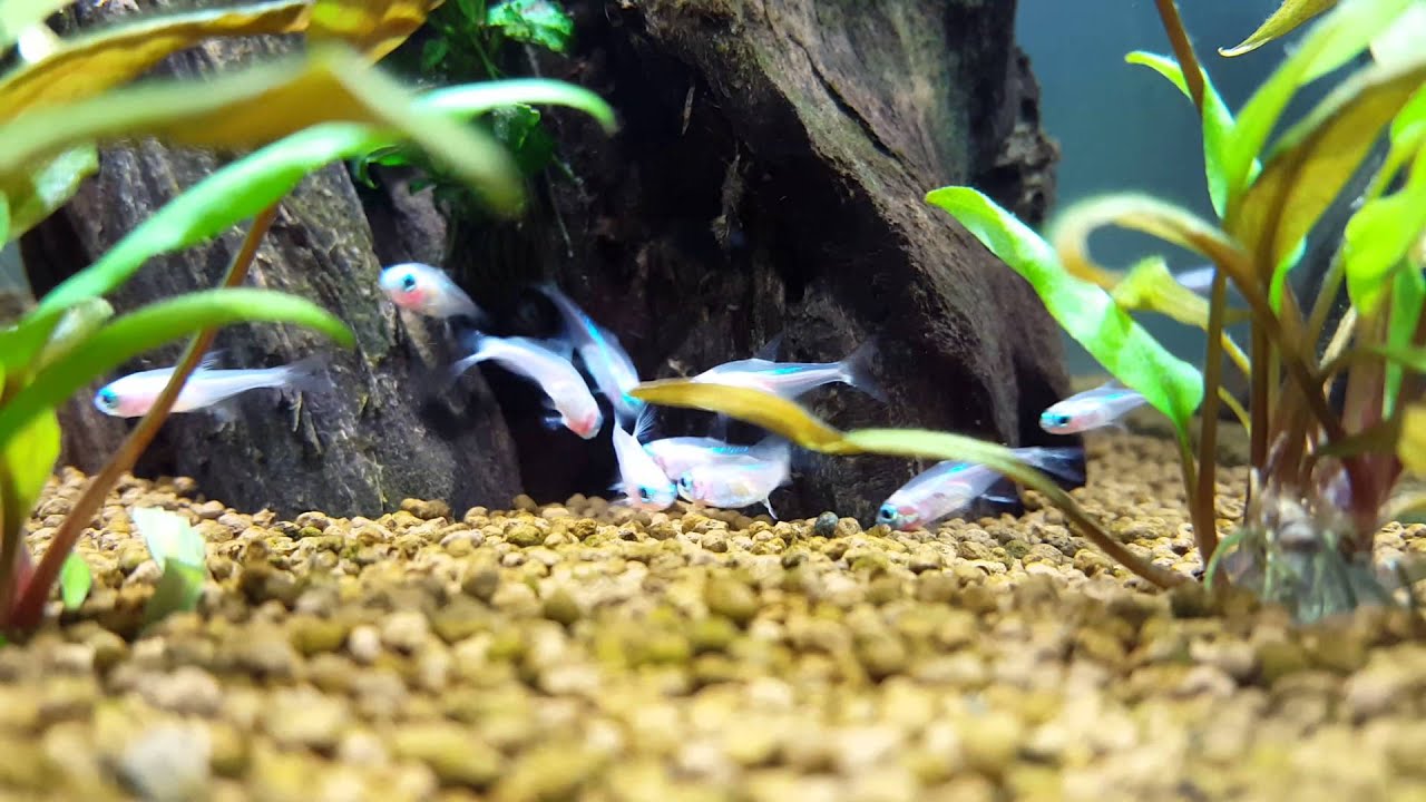 Blue Eyed Albino Neon Tetras at feeding time - YouTube