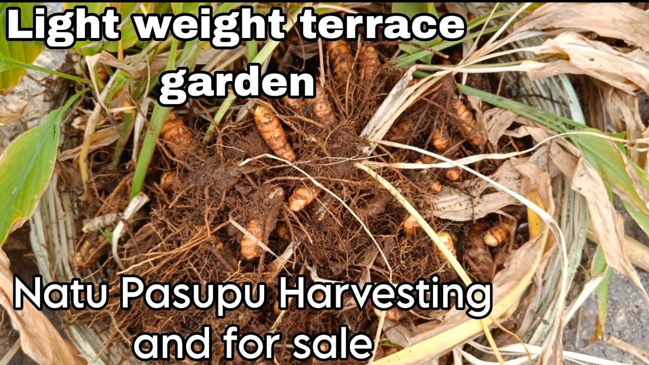 Natu Pasupu Harvesting and for sale - YouTube