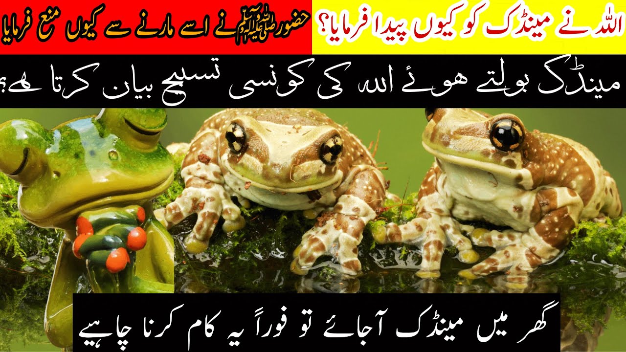 Why did the Holy Prophet for bid killing it? | Why Did Allah Create The ...