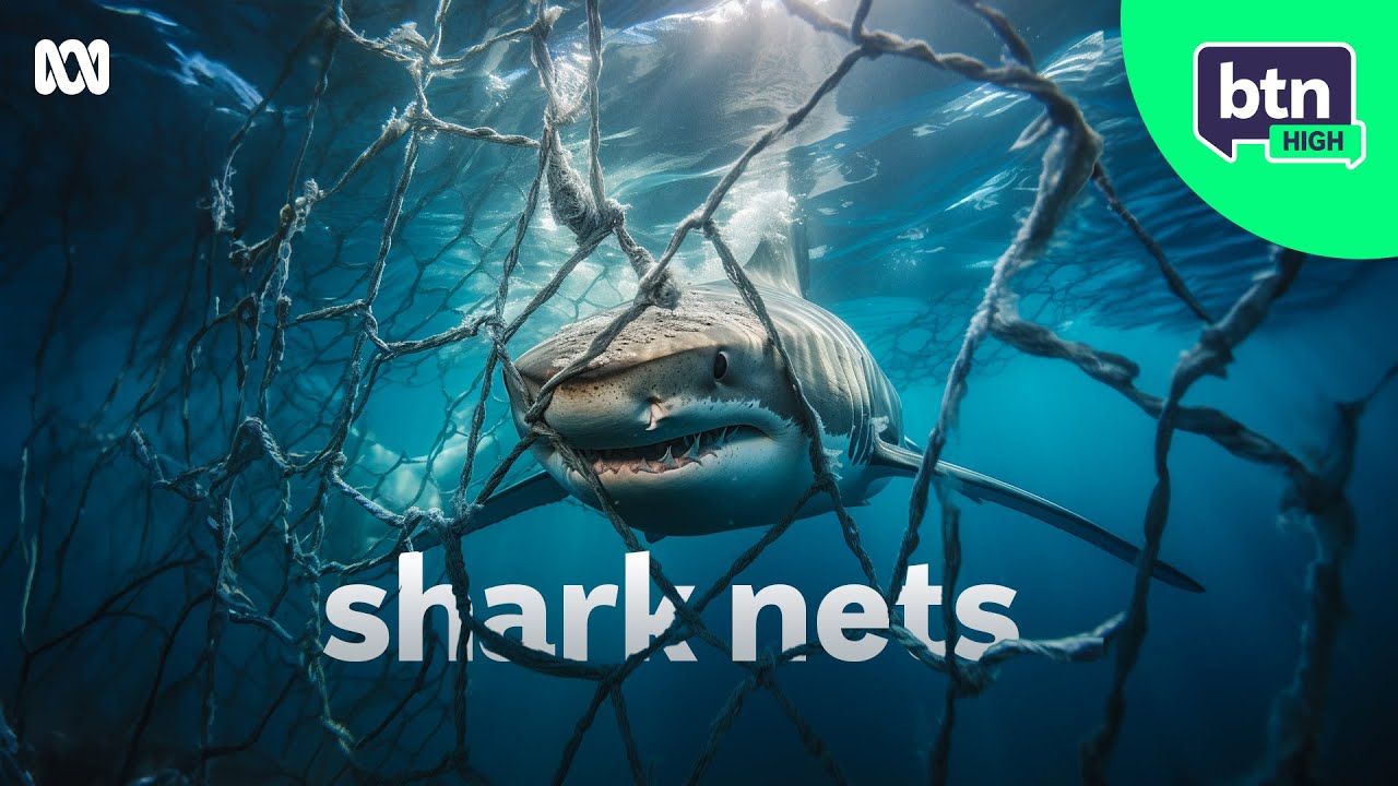 Shark Safety Net or "Curtains of Death" - BTN High - YouTube