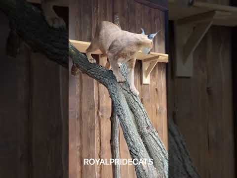 Caracal Eva in our new enclosure. Каракал Ева в новом вольере. Домашний каракал.