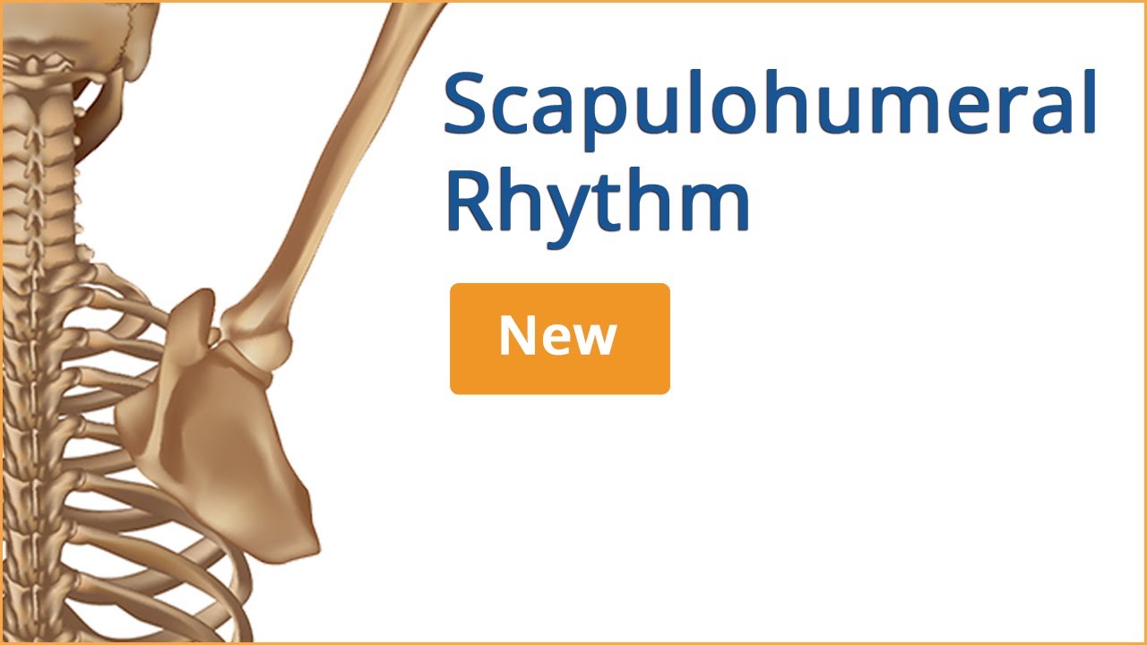 Scapulohumeral Rhythm - Youtube - Chiropractic Online CE™ - YouTube