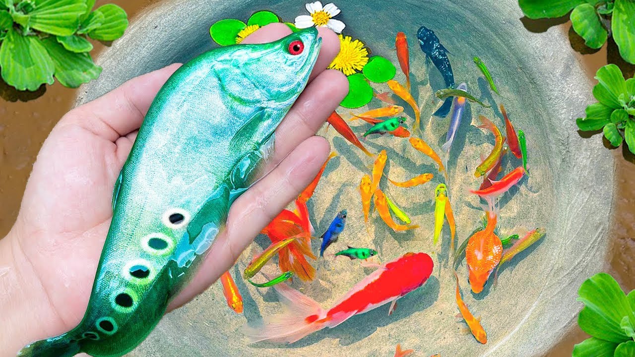 Catching Strange Fish in Giant Surprise Colorful Eggs, Koi Fish ...
