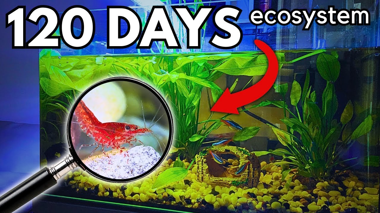 I Created a Mini Ecosystem Fish Tank - 120 Days Evolution - YouTube