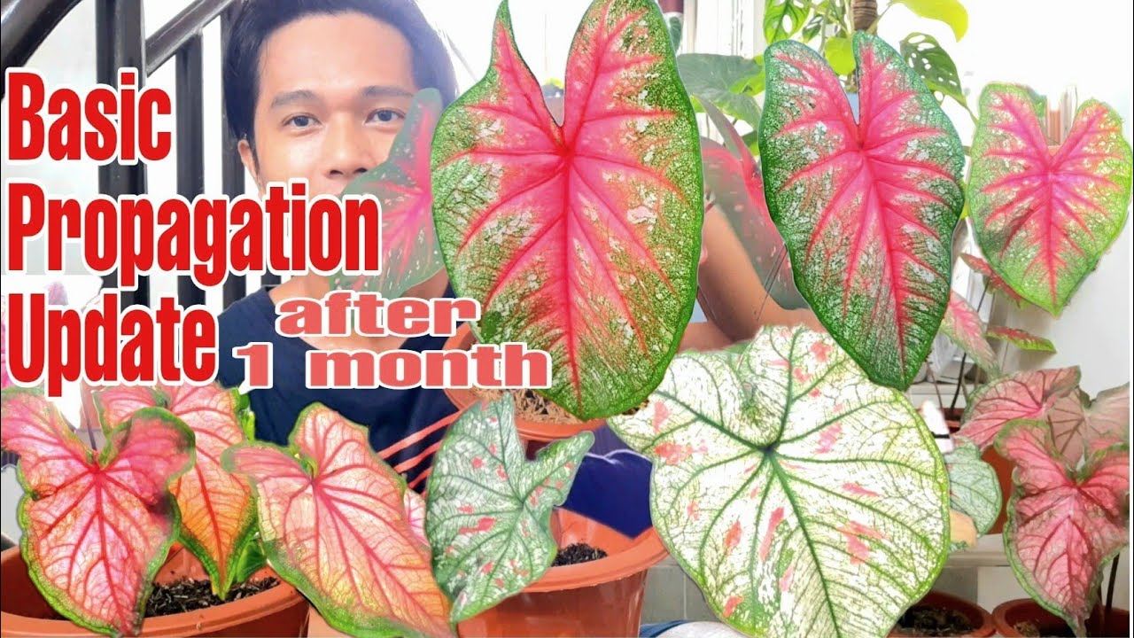 Caladium Propagation Update, Beginner's Guide | Dodong Bisdak - YouTube