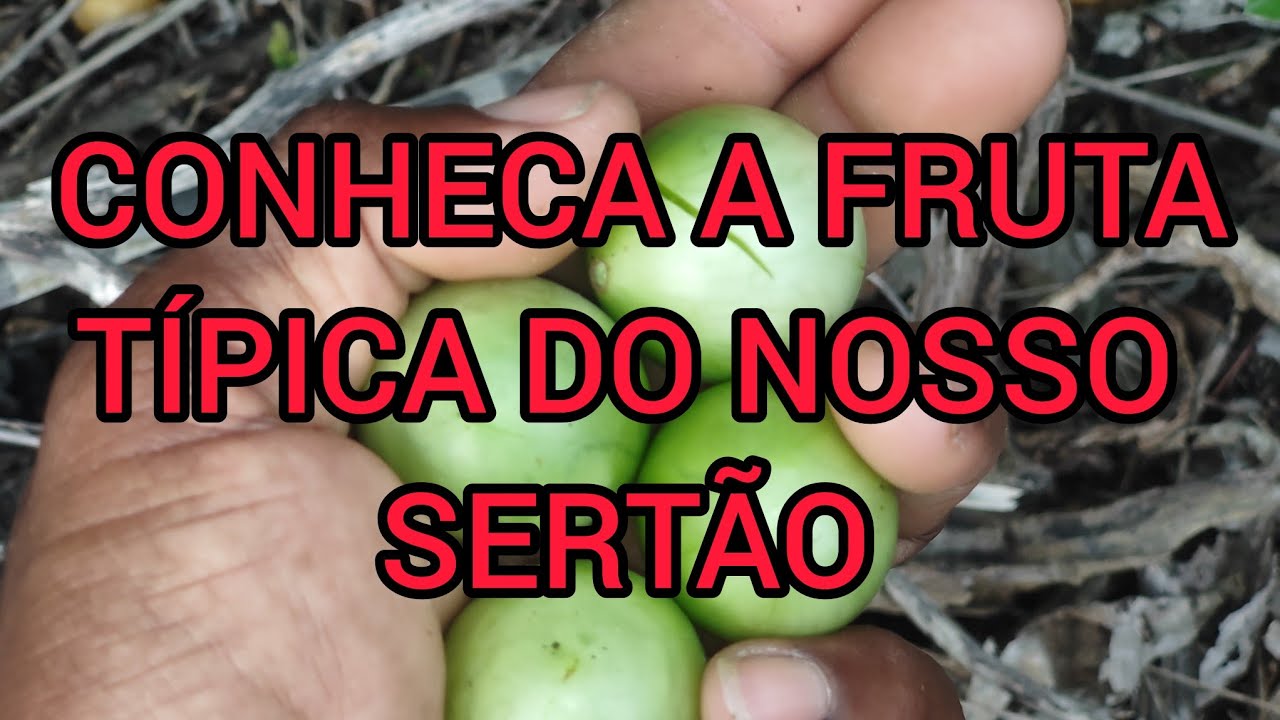 VOCÊS CONHECEM ESSA FRUTA??? - YouTube