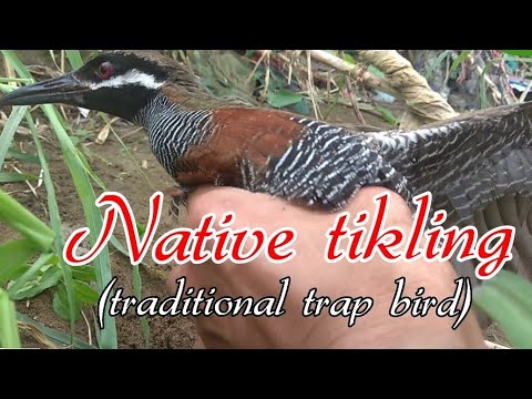 HOW TO MAKE TRAP NATIVE TIKLING/TRADITIONAL TRAP BIRD(easy catch bird ...
