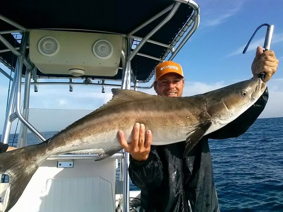 38 inch cobia on my inshore rod - YouTube