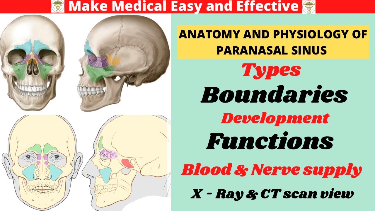 ANATOMY AND PHYSIOLOGY OF PARANASAL SINUS | FUNCTIONS | DEVELOPMENT ...
