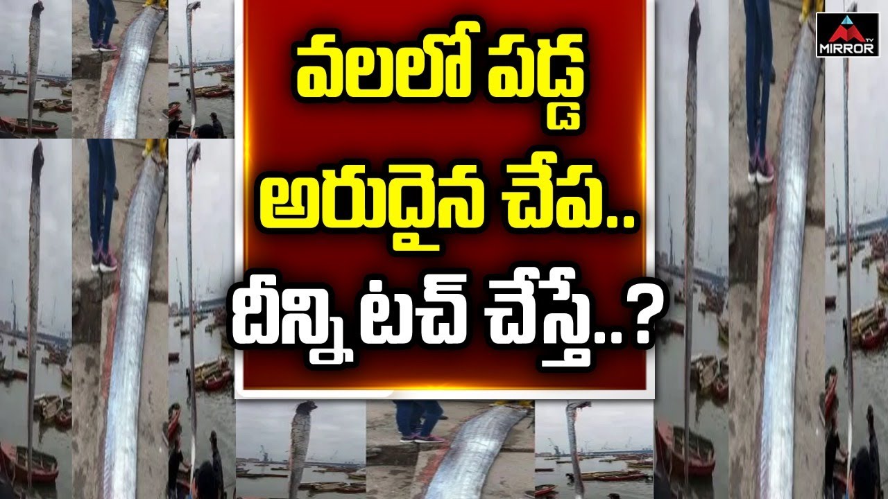 Fishermen Catches a Rare Bad Luck Fish Named As OarFish | Ryugu No ...