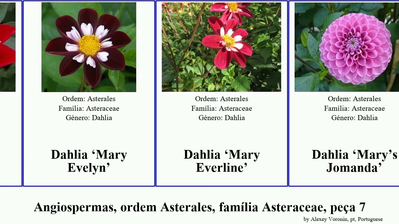 Angiospermas, ordem Asterales, família Asteraceae, peça 7 dahlia mingus ...
