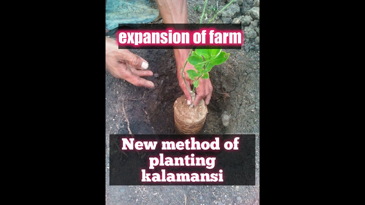 KALAMANSI FARM EXPANSION PART 1,DIFFERENT METHOD - YouTube