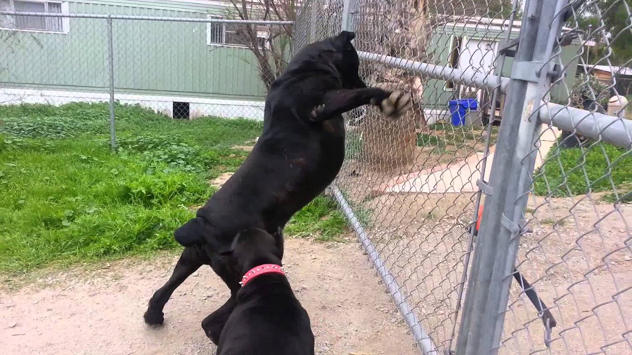 Reyes Cane Corso - YouTube