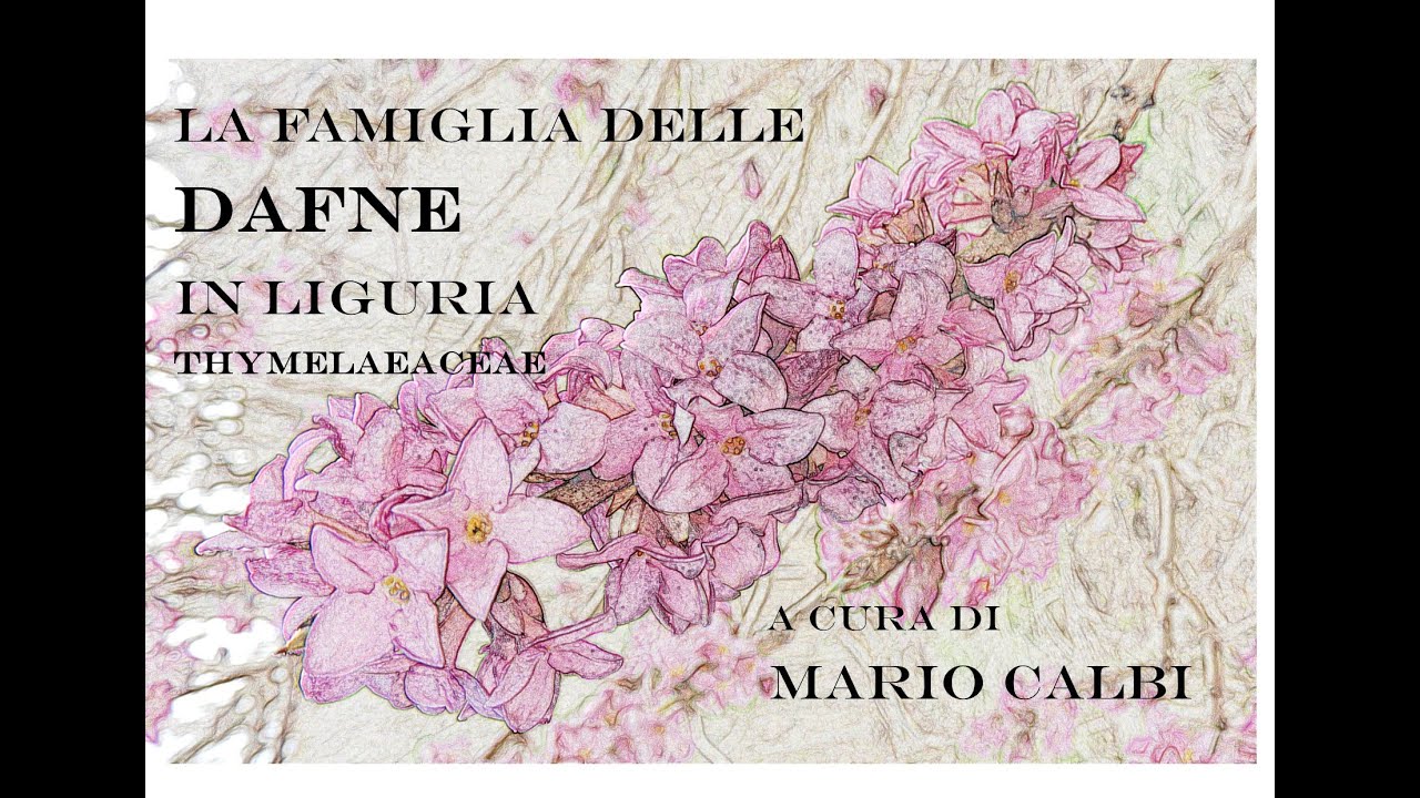 La famiglia delle dafne in Liguria a cura di Mario Calbi - YouTube