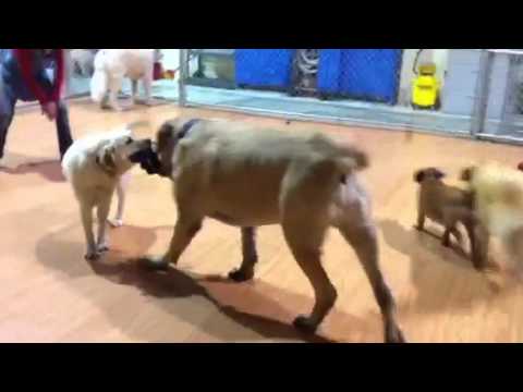 250 lb mastiff playing at doggy day care - YouTube