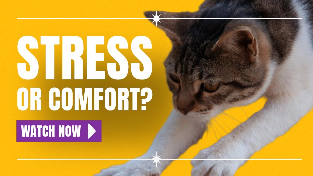 The Jacobson's Organ: The Hidden Superpower of Cats - YouTube