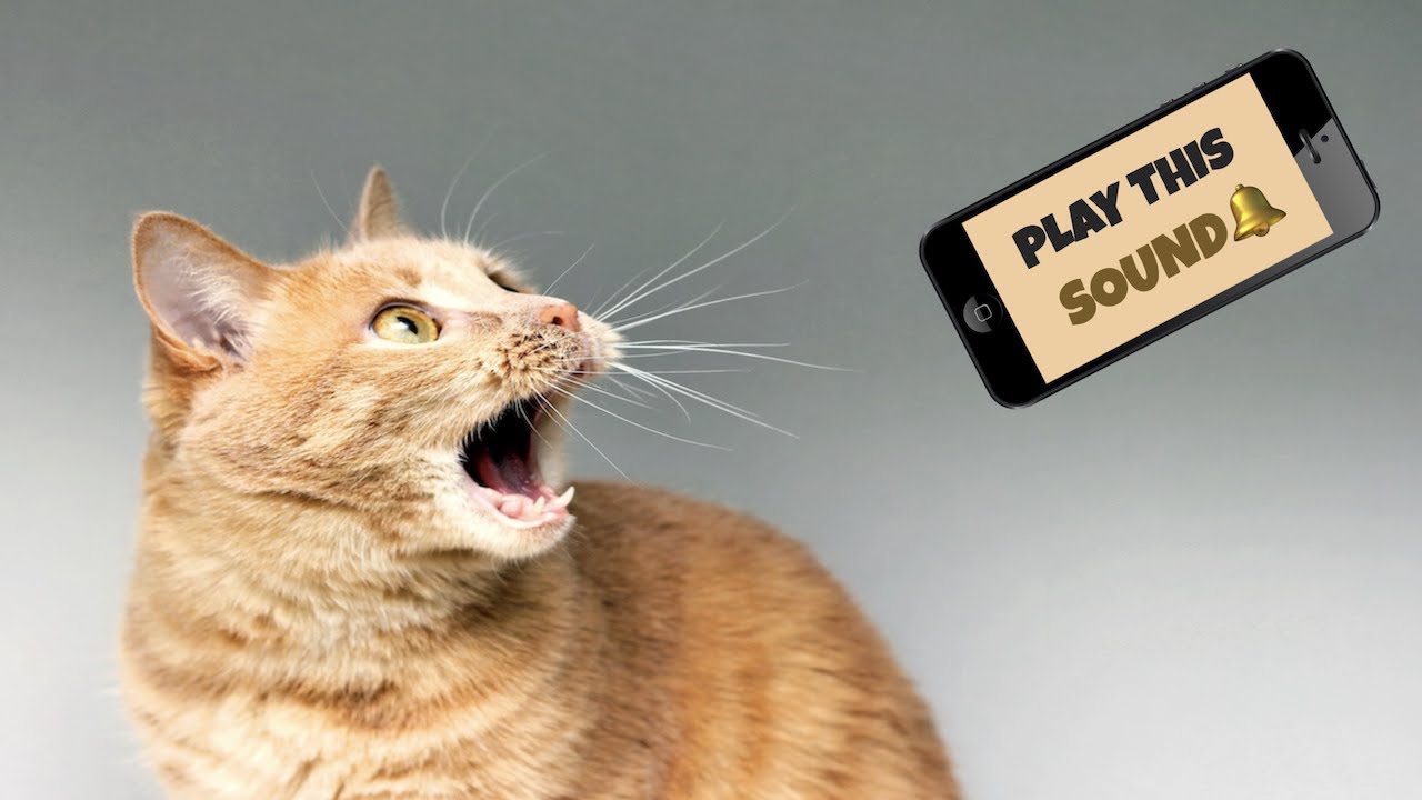 Sound To Make Cats Come To You YouTube sound-to-make-cats-come-to-you-youtube