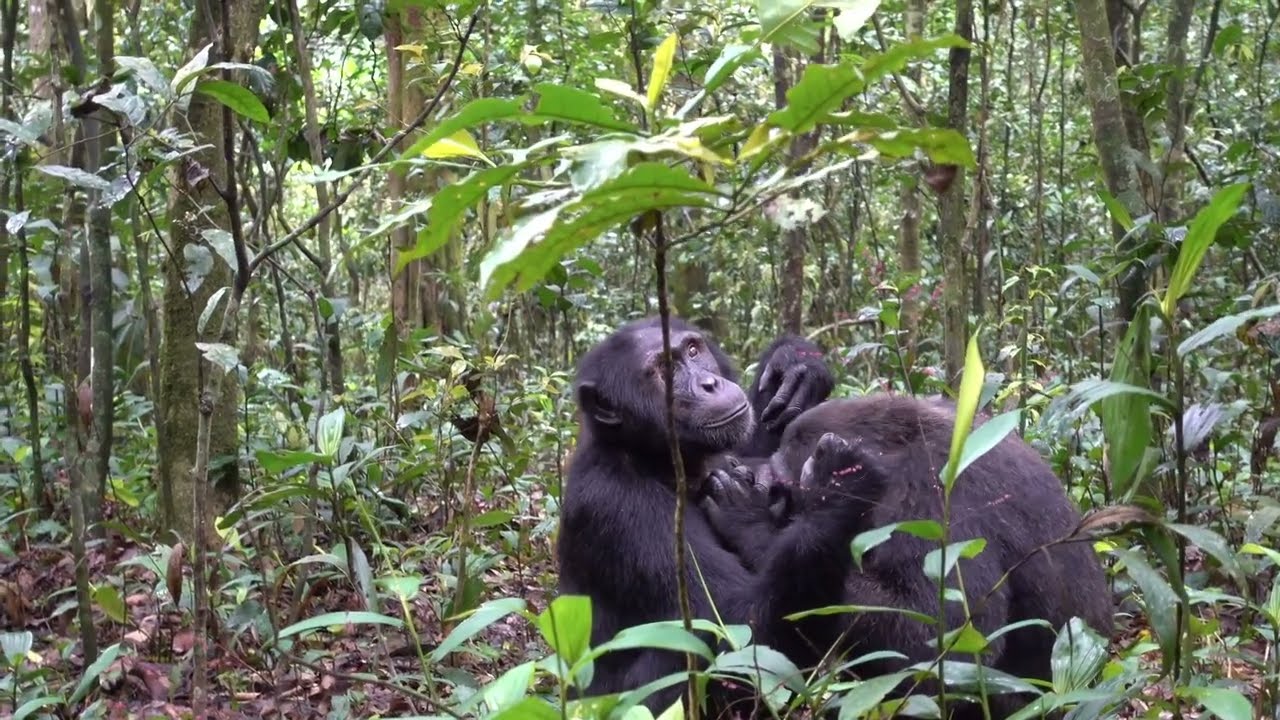Ape Bonding: Chimpanzees Grooming Each Other on the Forest Floor in ...